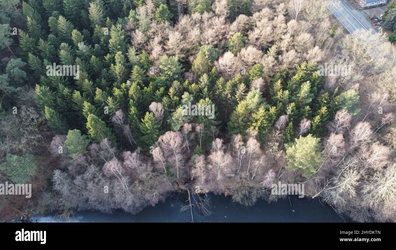 Aerial drone view of the colorful trees in the forest Stock Photo - Alamy