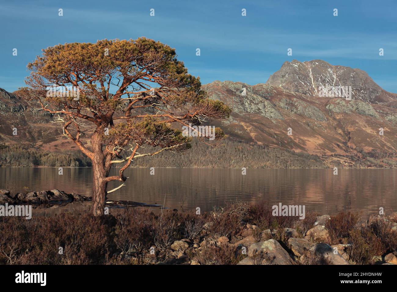 Lone tree with Slioch in the background at Loch Maree, Highlands ...