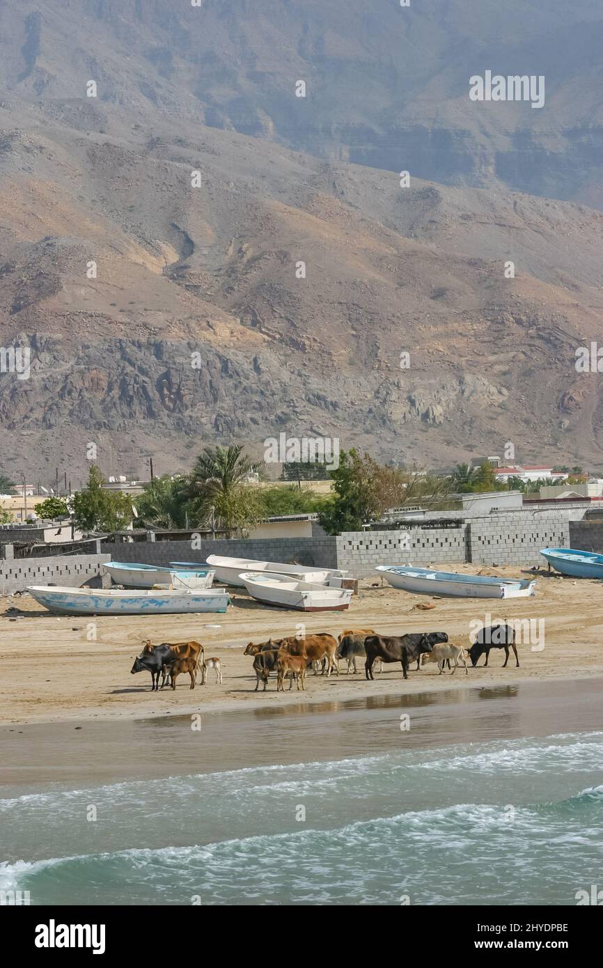 Cattle on the beach at Sha’am, a fishing village in the northern region ...