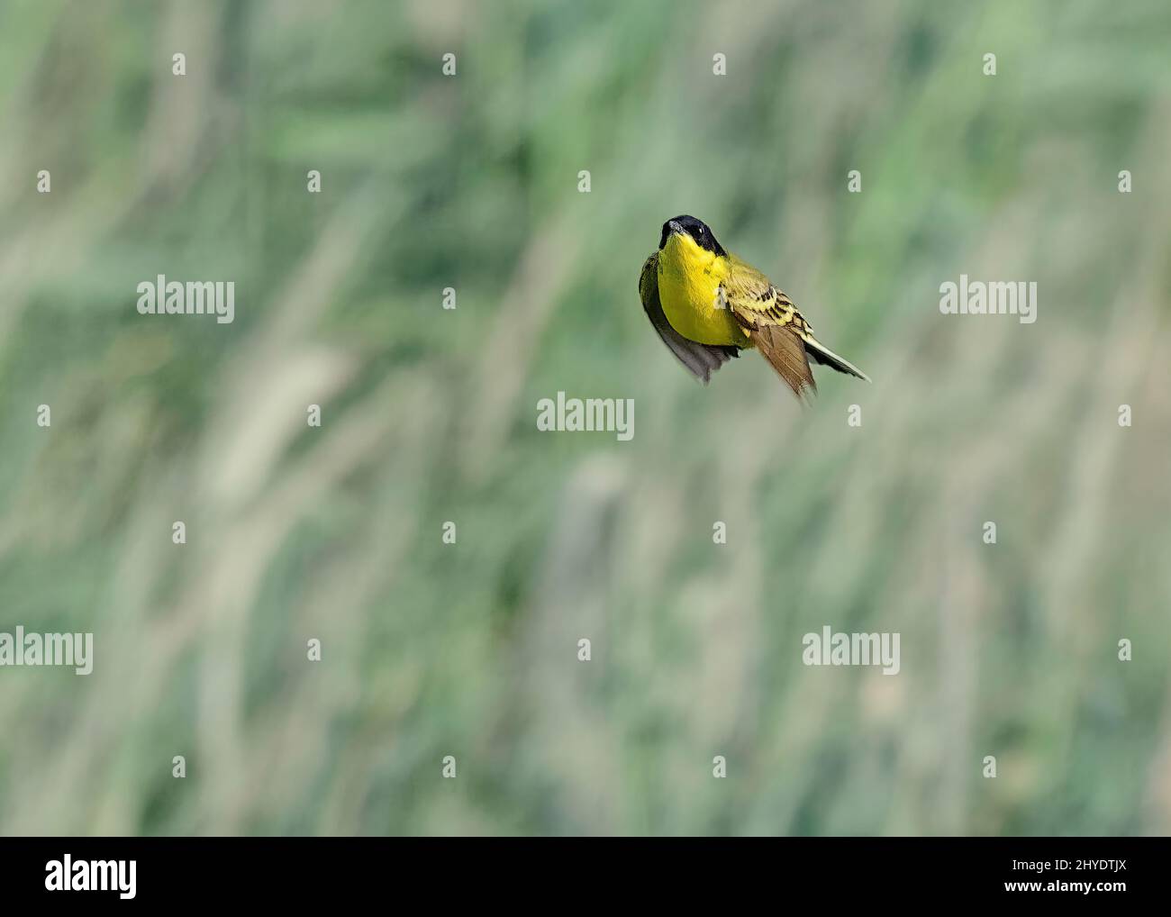A beautiful view of a Yellow Wagtail flying in the air on a blurred ...