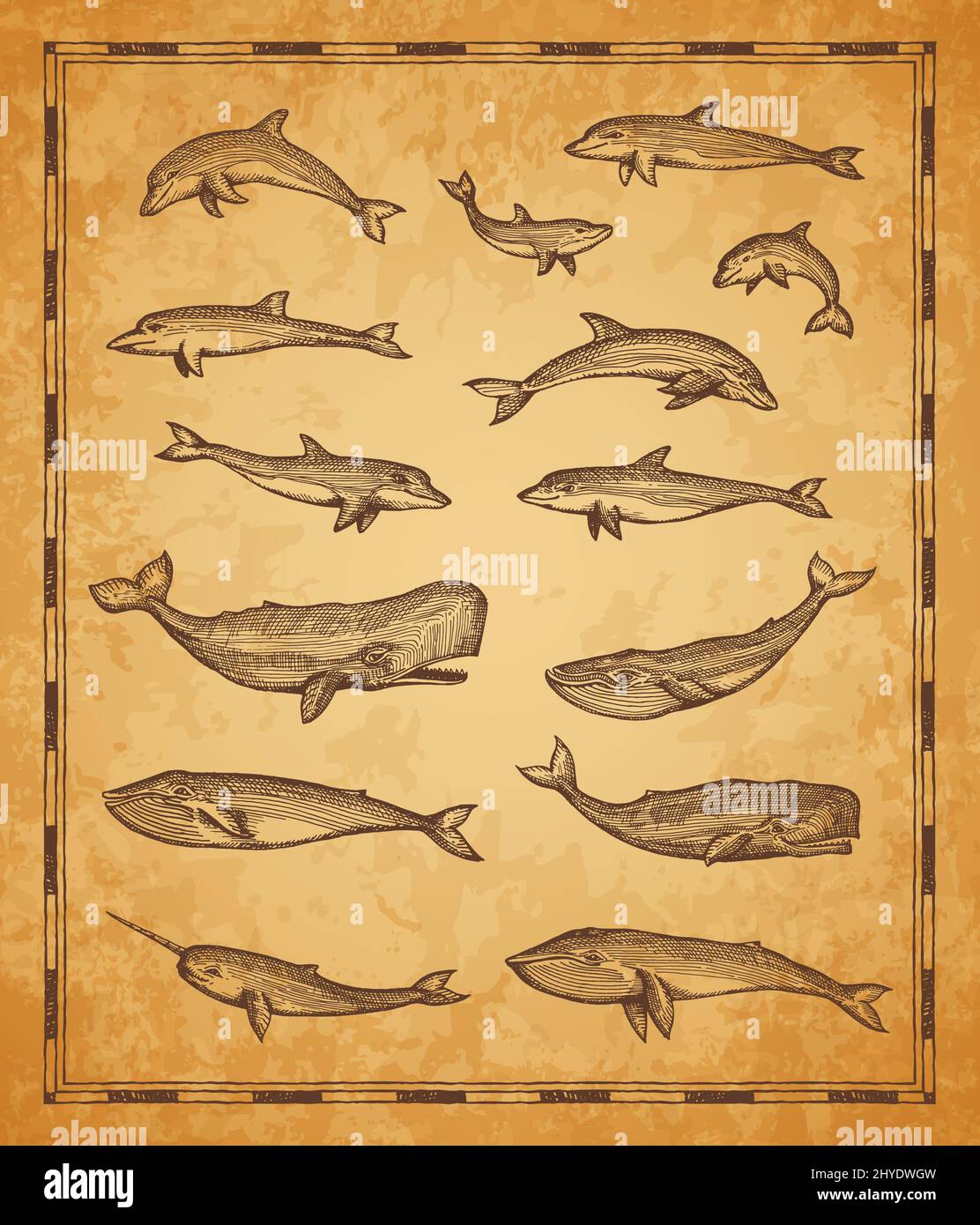 Vintage map elements with whales and sperm whale, narwhal and dolphins ...