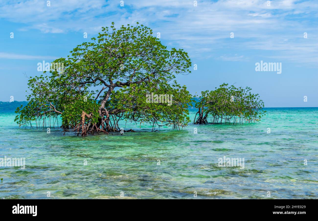 Mangrove on the sea, Lakshmanpur Beach, Neil Island, Andaman, India ...