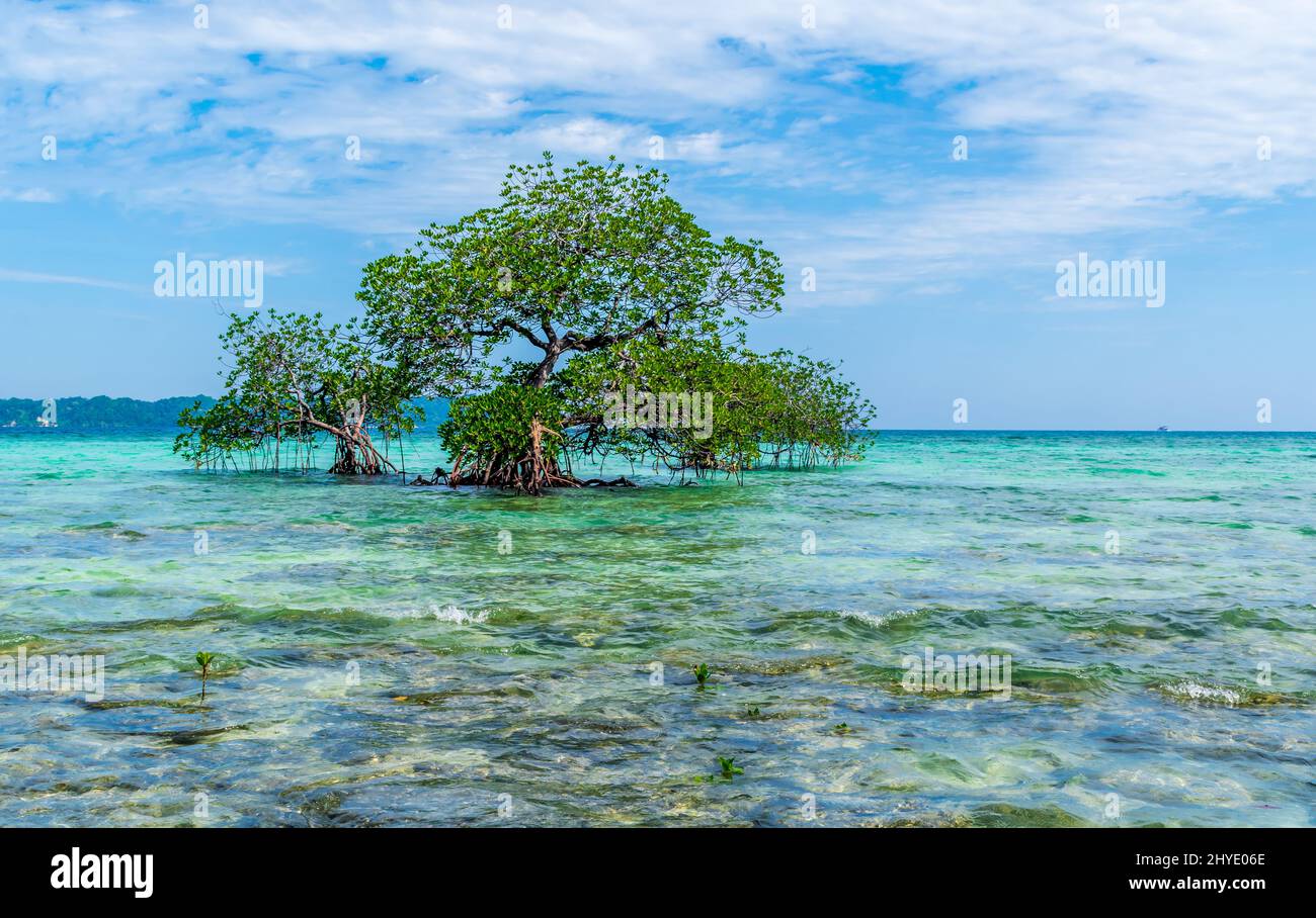 Mangrove on the sea, Lakshmanpur Beach, Neil Island, Andaman, India ...