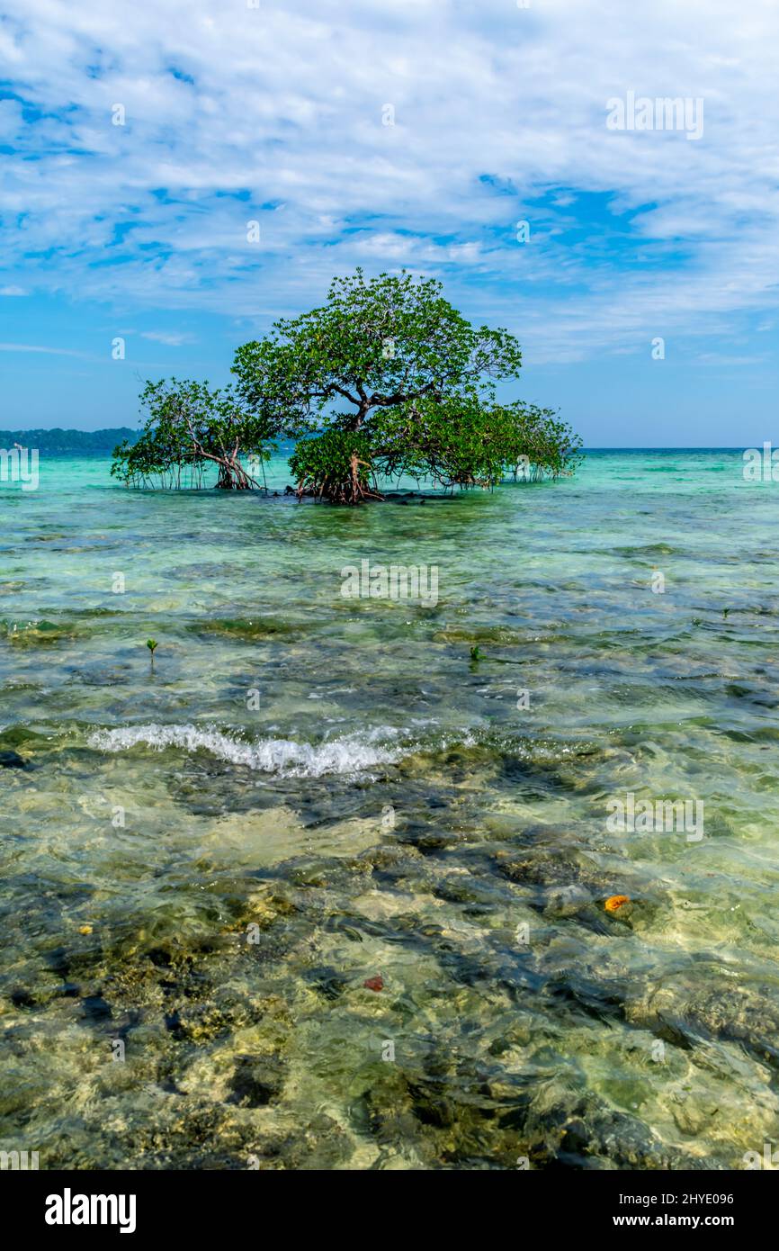 Mangrove on the sea, Lakshmanpur Beach, Neil Island, Andaman, India ...