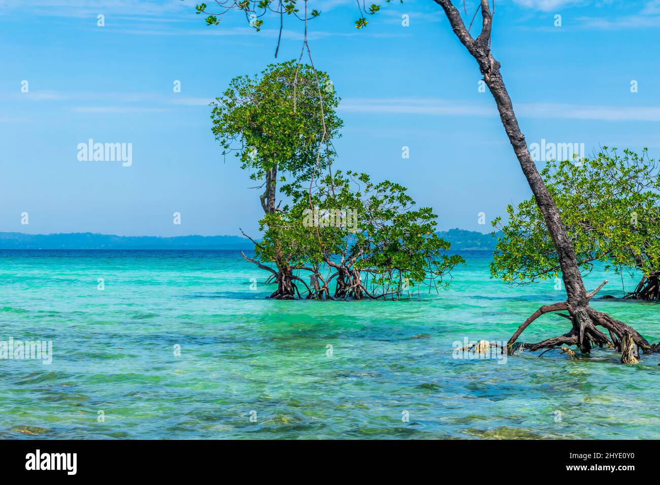Mangrove on the sea, Lakshmanpur Beach, Neil Island, Andaman, India ...