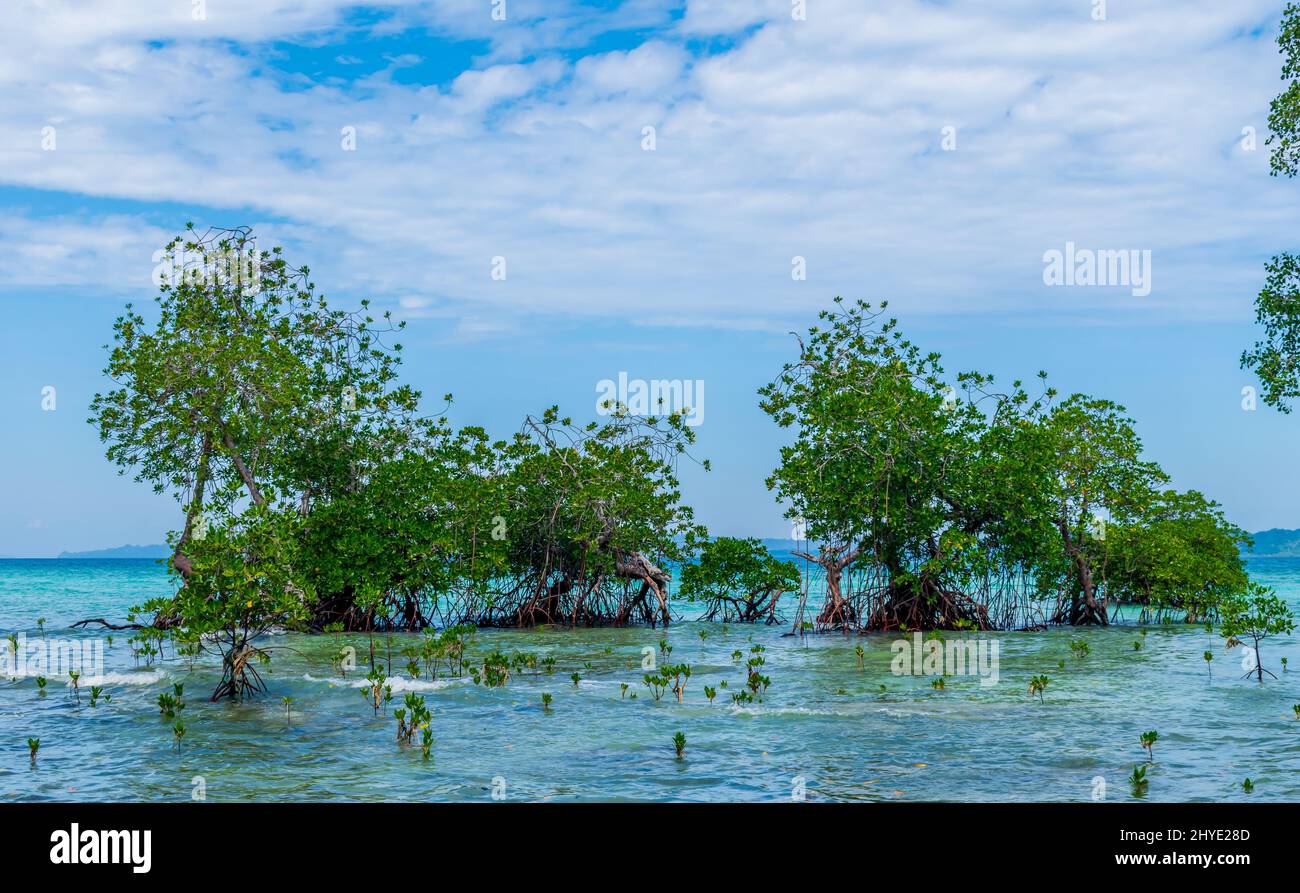 Mangrove on the sea, Lakshmanpur Beach, Neil Island, Andaman, India ...