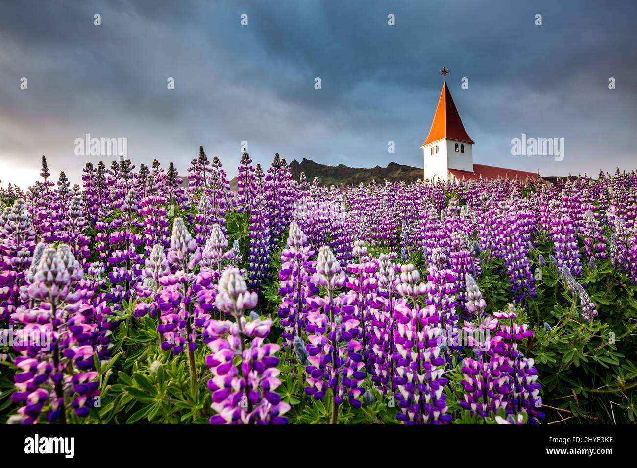 Great view of Vikurkirkja christian church in evening light. Dramatic ...