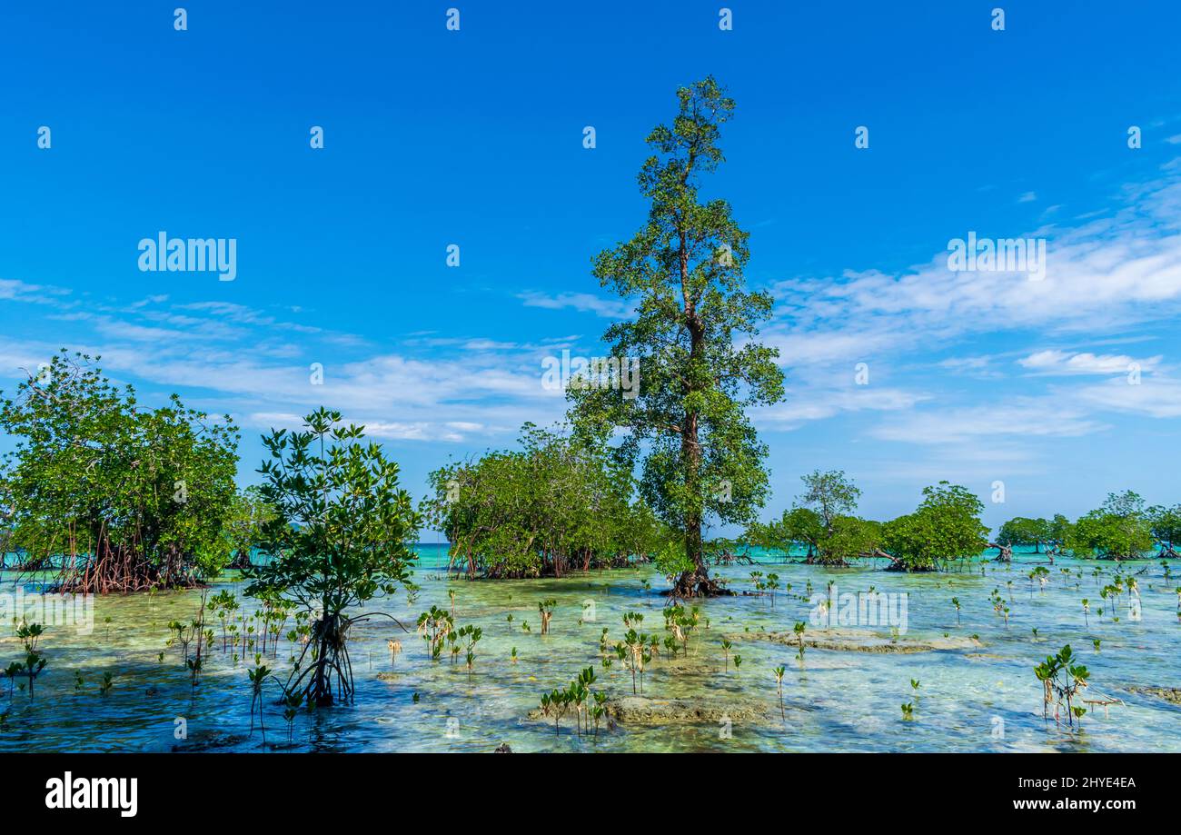 Mangrove on the sea, Lakshmanpur Beach, Neil Island, Andaman, India ...