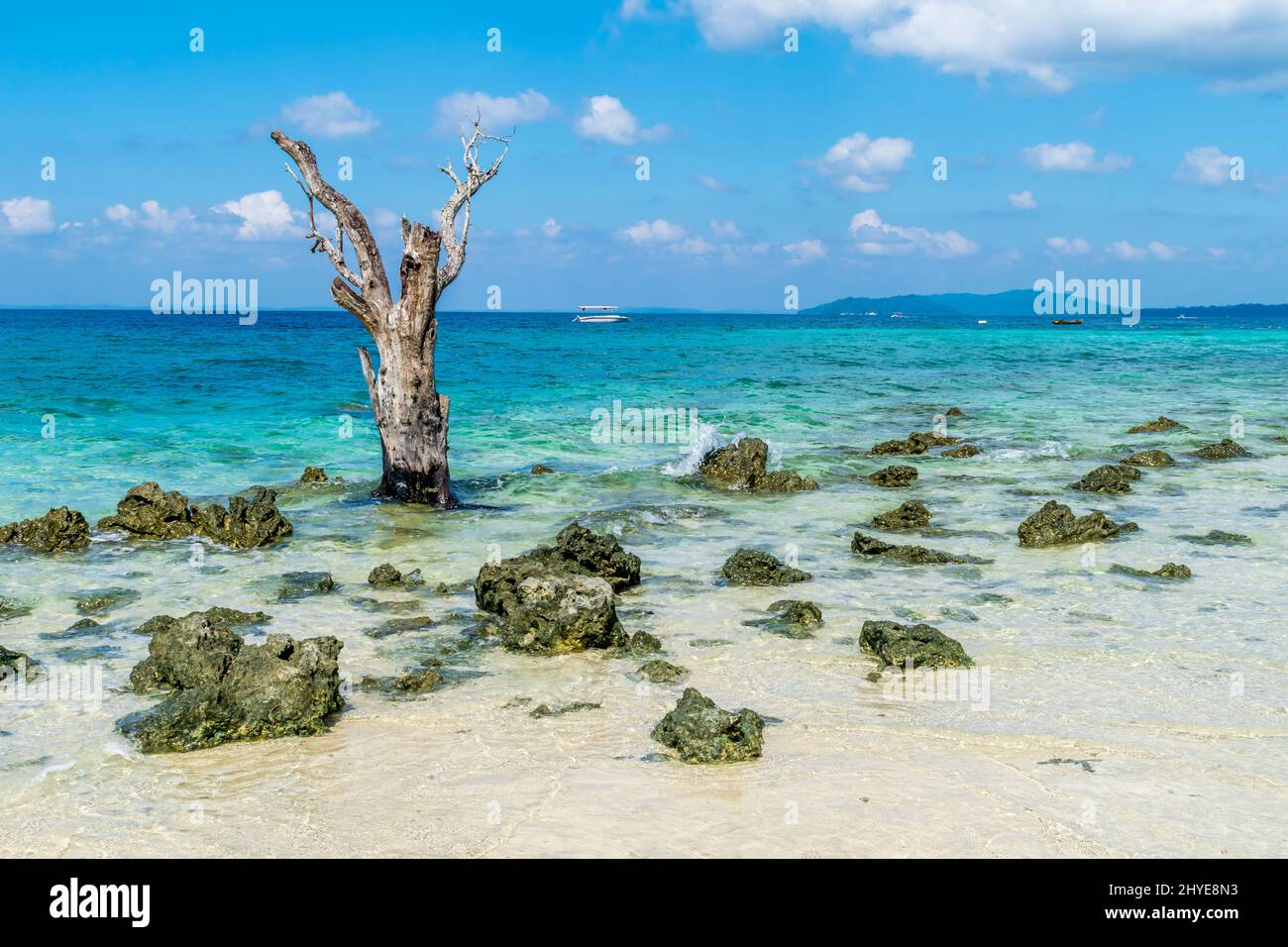The tree and the sea, Elephant Beach, Havelock Island, Andaman Stock ...