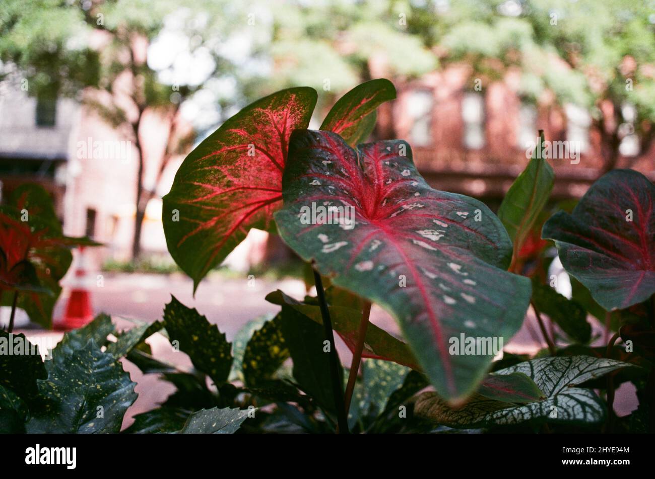 Caladium plant bloom hi-res stock photography and images - Alamy