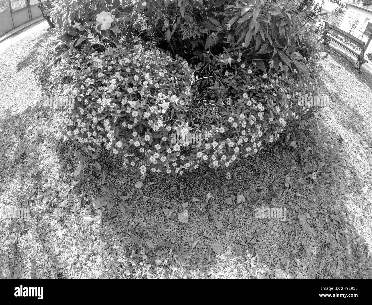 Angle shot of a bush full of flowers in grayscale Stock Photo - Alamy