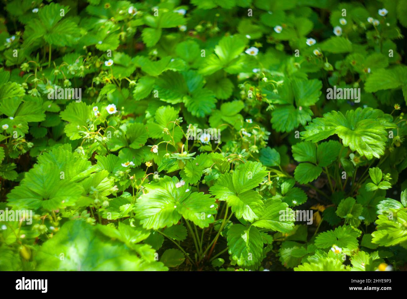 Strawberry bush texture Stock Photo - Alamy