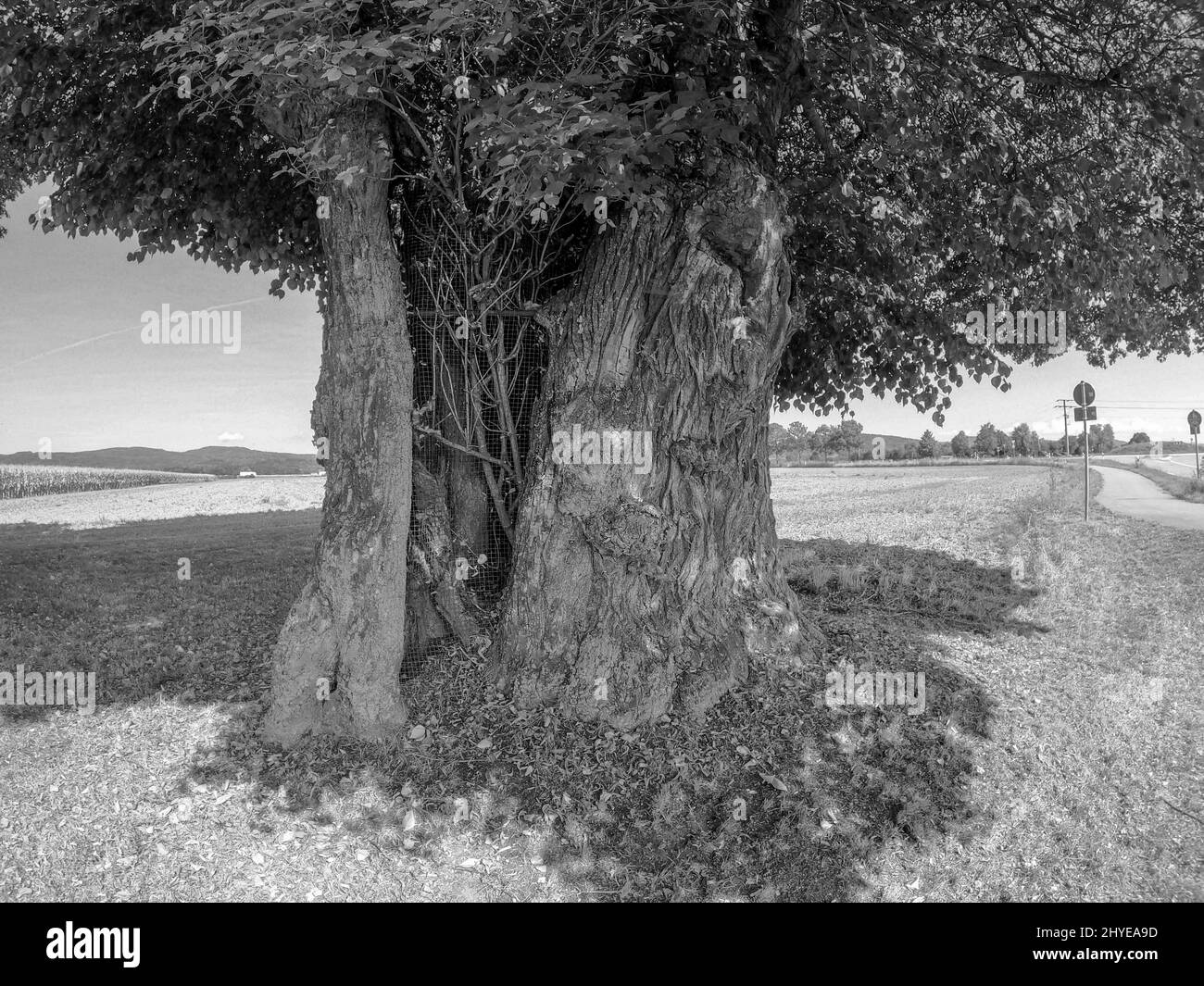 Of big old tree with big crack in field in grayscale Stock Photo - Alamy