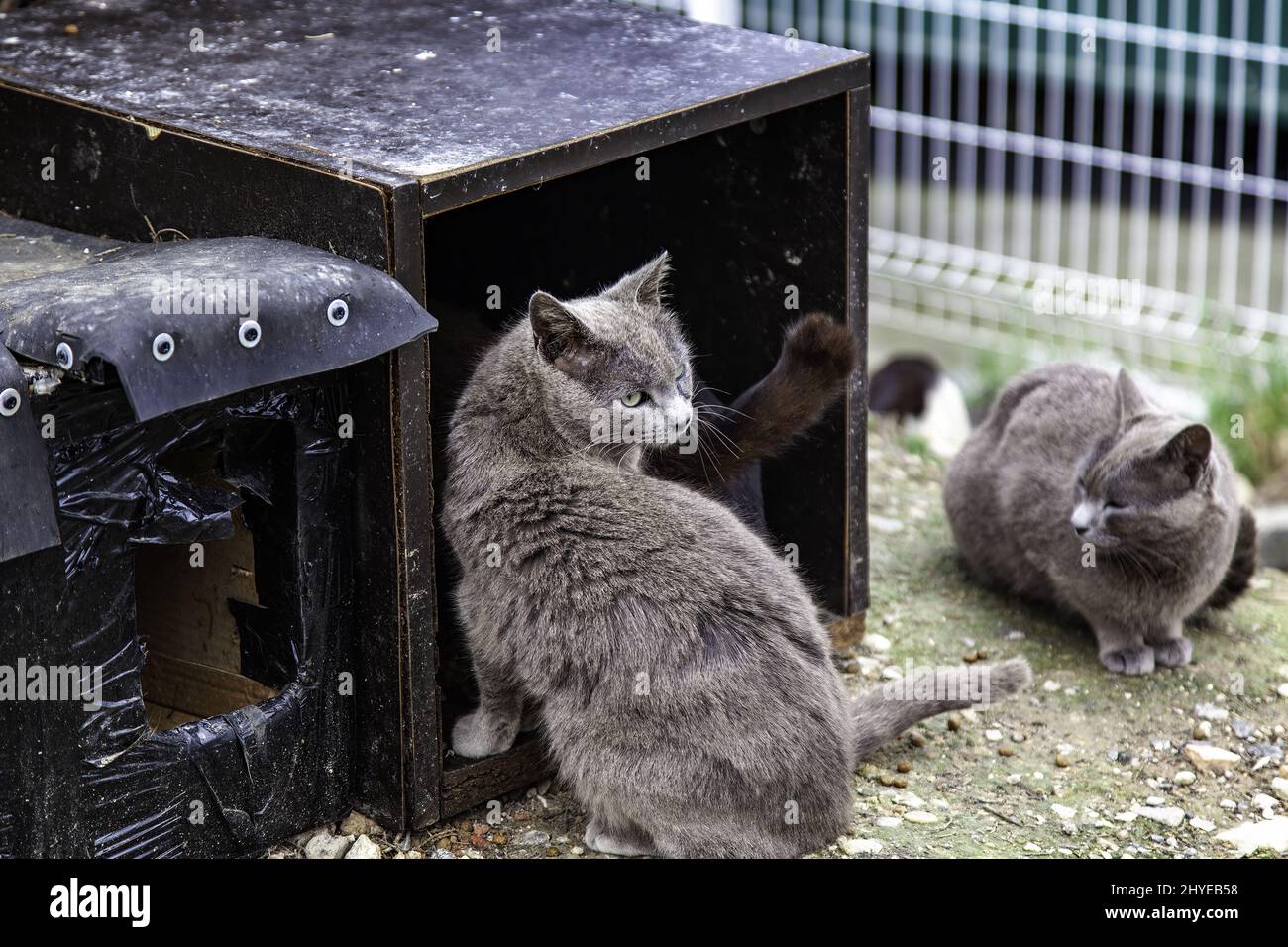 Homeless fluffy cat hi-res stock photography and images - Alamy