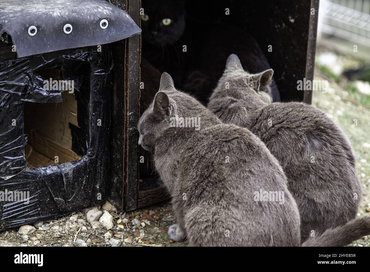 Homeless fluffy cat hi-res stock photography and images - Alamy