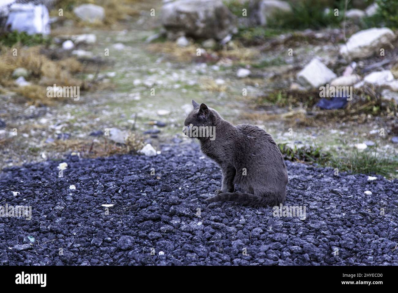 Homeless fluffy cat hi-res stock photography and images - Alamy