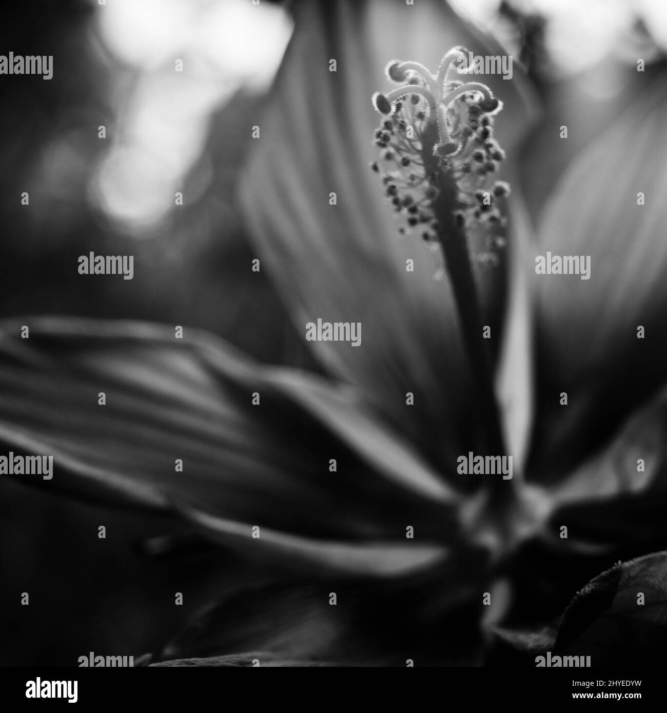 Grayscale of a beautiful flower on a blurred background Stock Photo - Alamy