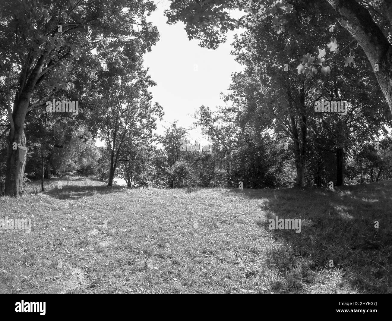 In small forest meadow Black and White Stock Photos & Images - Alamy