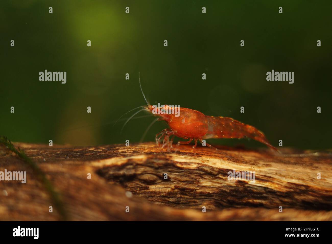 Closeup of real Neocaridina Shrimp Stock Photo - Alamy