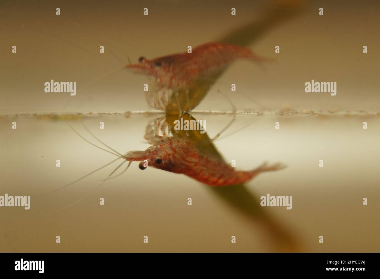 Closeup of Neocaridina Shrimp Stock Photo - Alamy