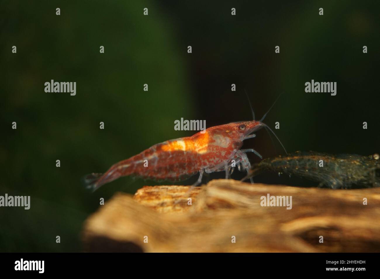 Closeup of Neocaridina Shrimp Stock Photo - Alamy