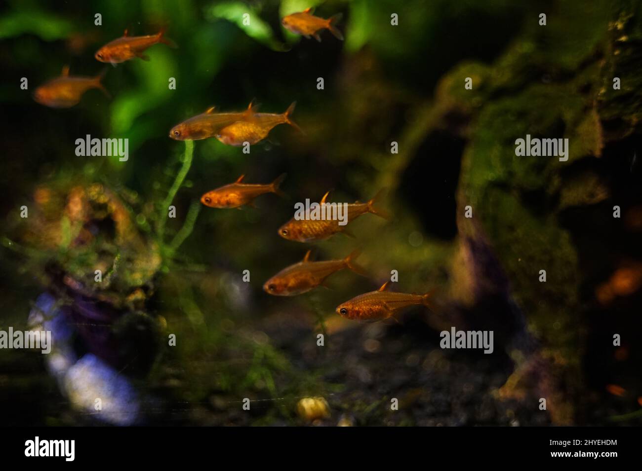 Closeup of Ember Tetra Stock Photo - Alamy