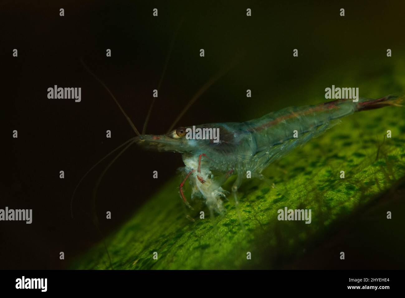 Closeup of interesting shrimp named Neocaridina Stock Photo - Alamy