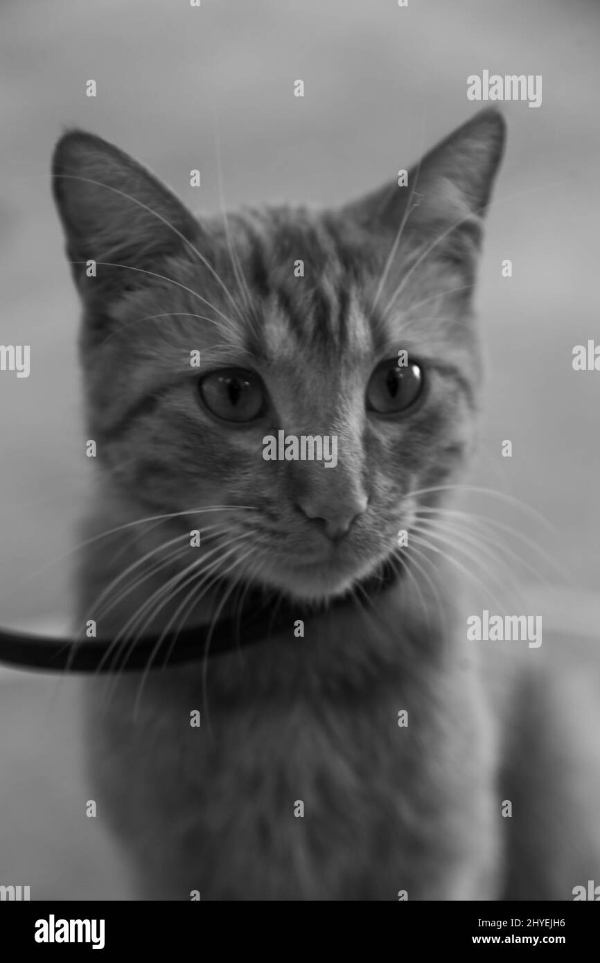 Grayscale of a cute cat on a blurred background Stock Photo - Alamy