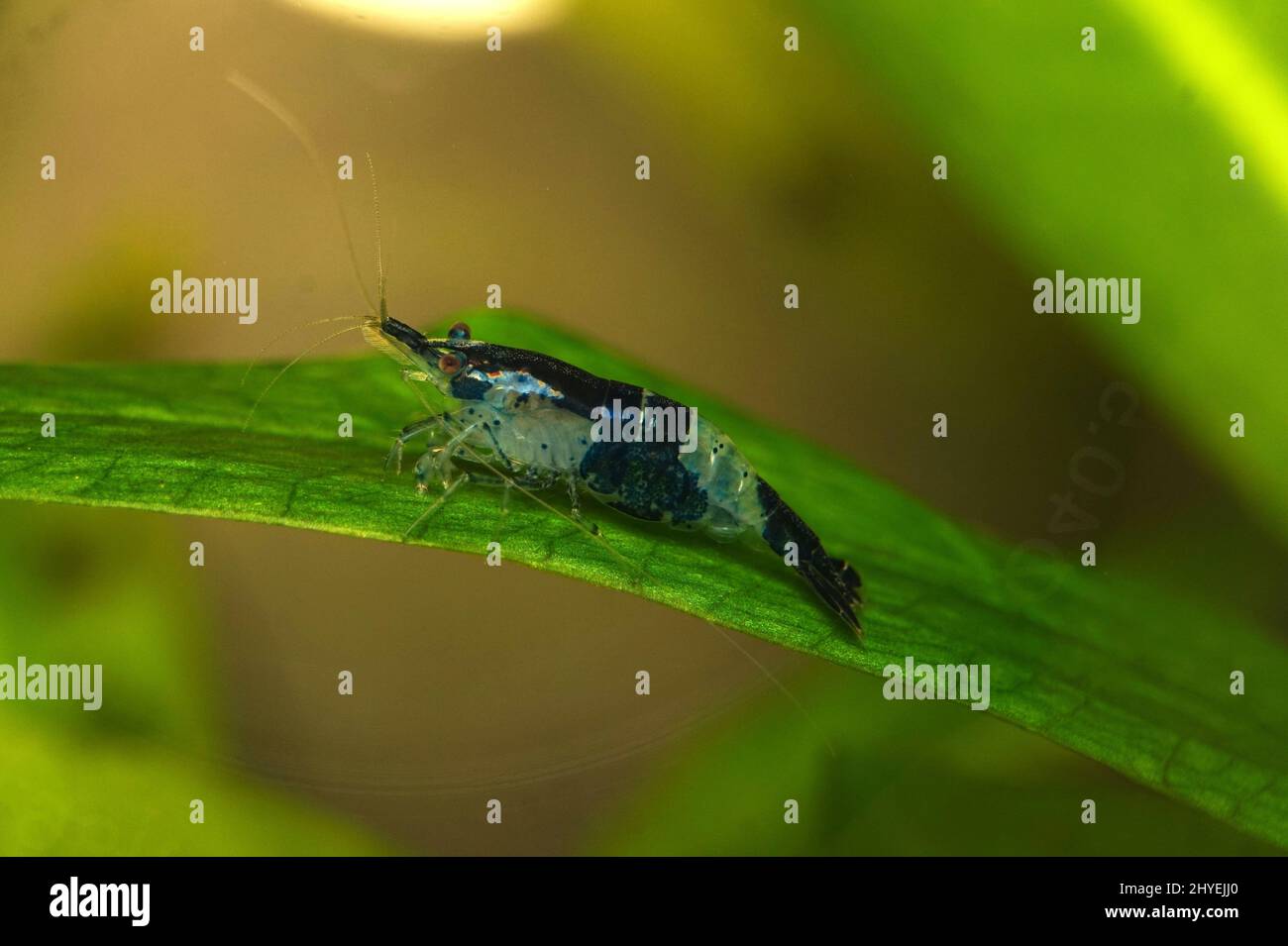 Closeup of exotic type of shrimps named Neocaridina Shrimp Stock Photo ...