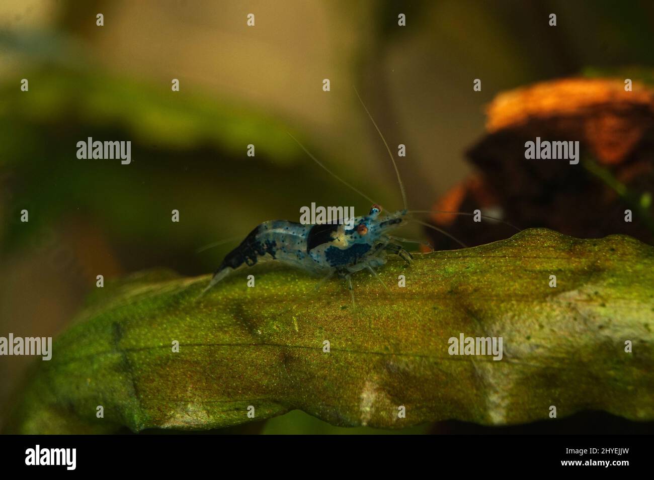 Closeup of exotic blue Neocaridina Shrimp Stock Photo - Alamy