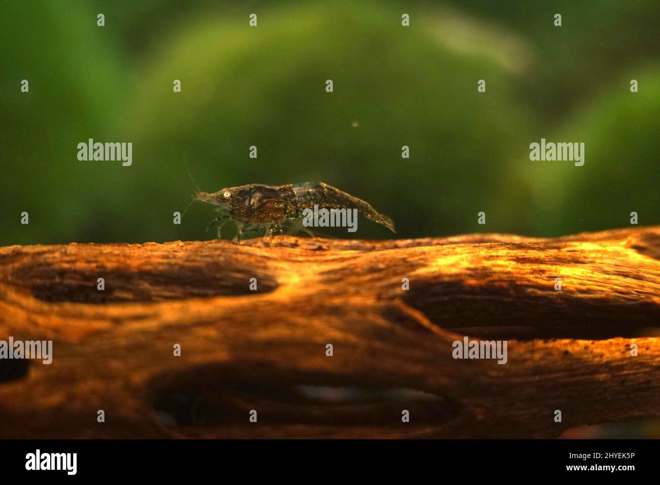 Closeup of exotic Neocaridina Shrimp Stock Photo - Alamy