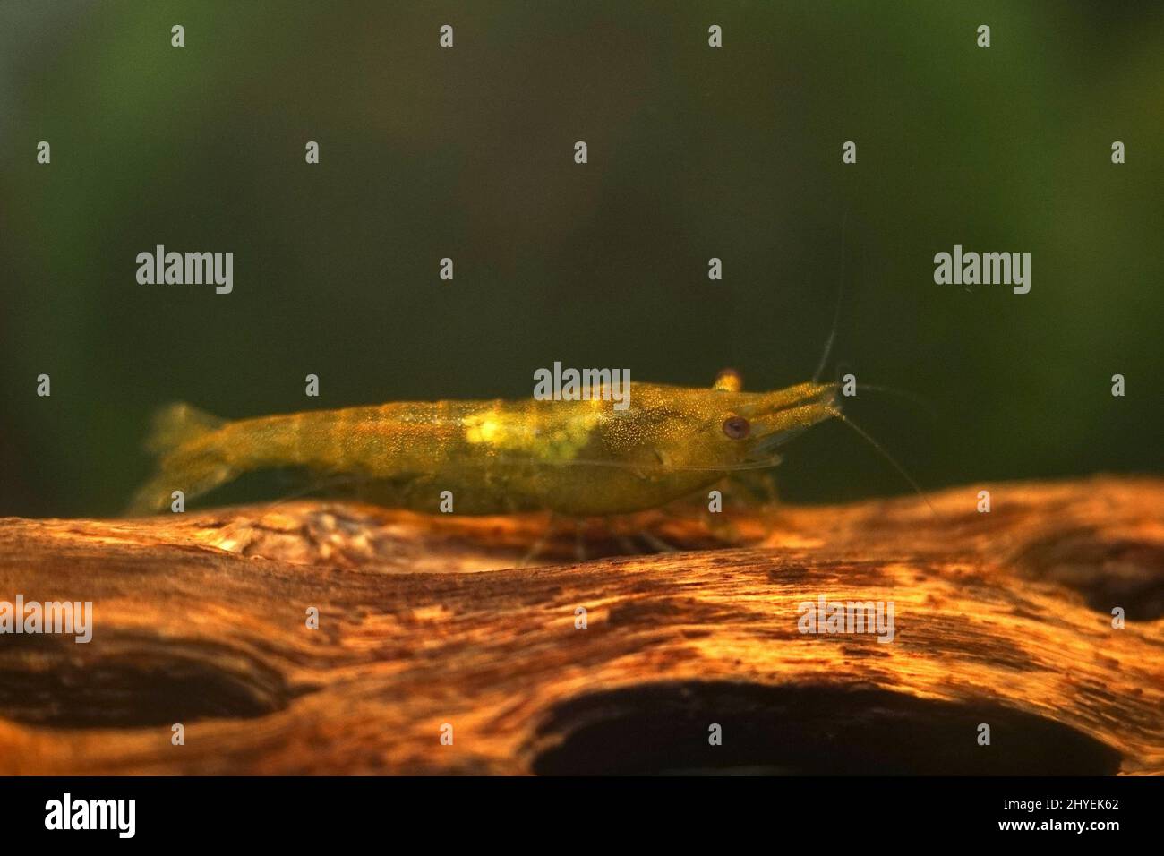 Closeup of exotic green Neocaridina Shrimp Stock Photo - Alamy