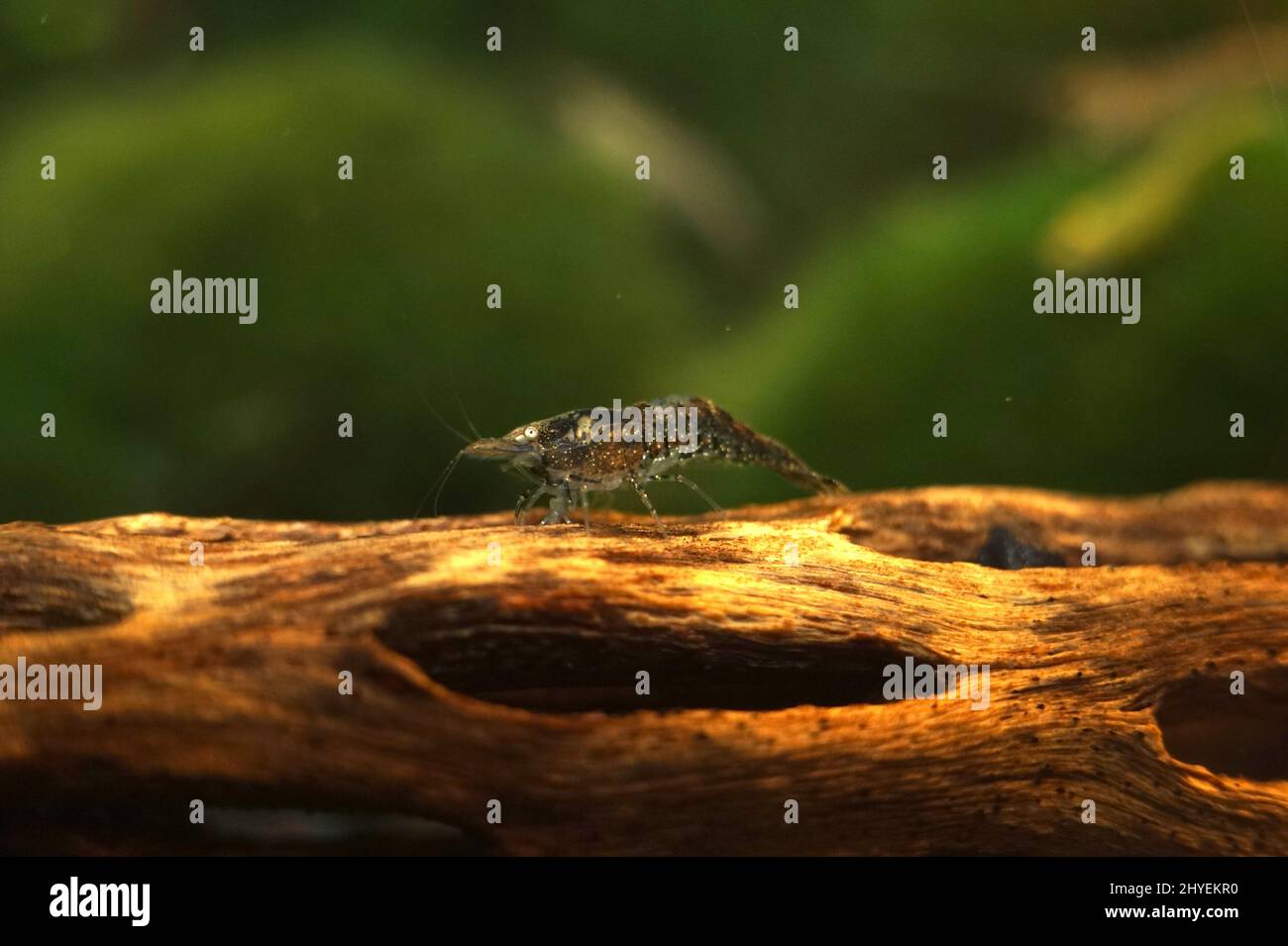 Closeup of Neocaridina Shrimp Stock Photo - Alamy