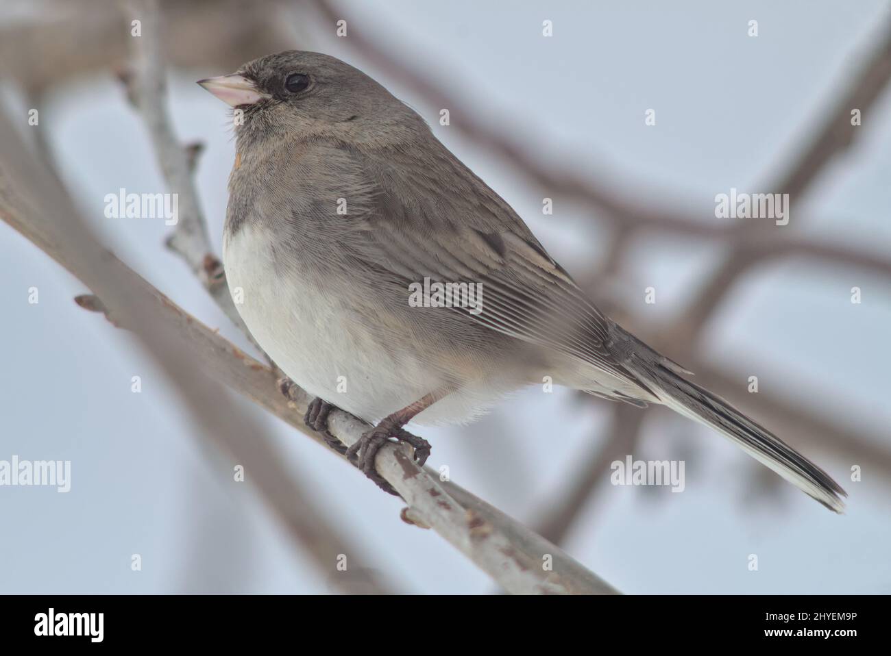 Cute gray little bird standing on a branch Stock Photo - Alamy