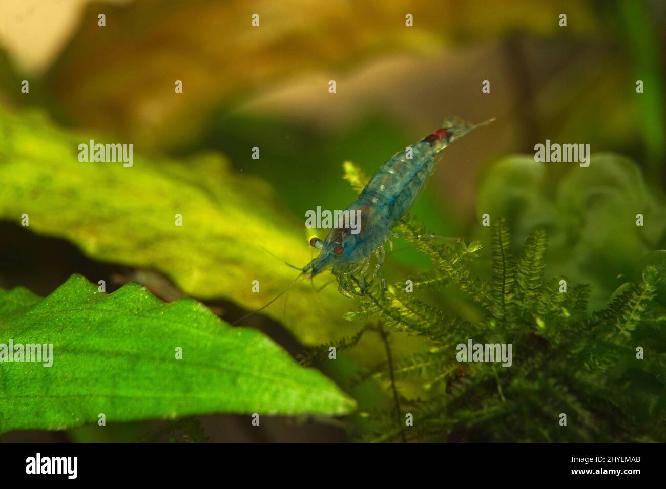 Closeup of blue Neocaridina Shrimp on a grass Stock Photo - Alamy