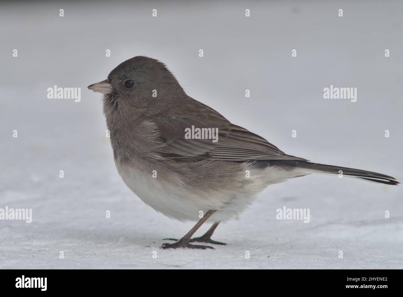 Small bird gray feathers hi-res stock photography and images - Alamy