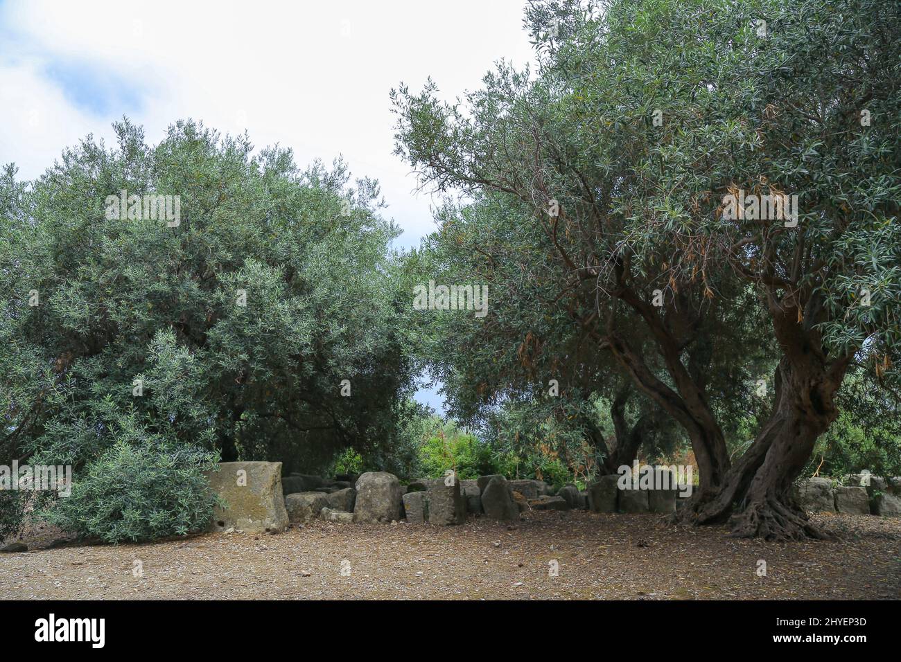 Beautiful view of green trees in the garden Stock Photo - Alamy