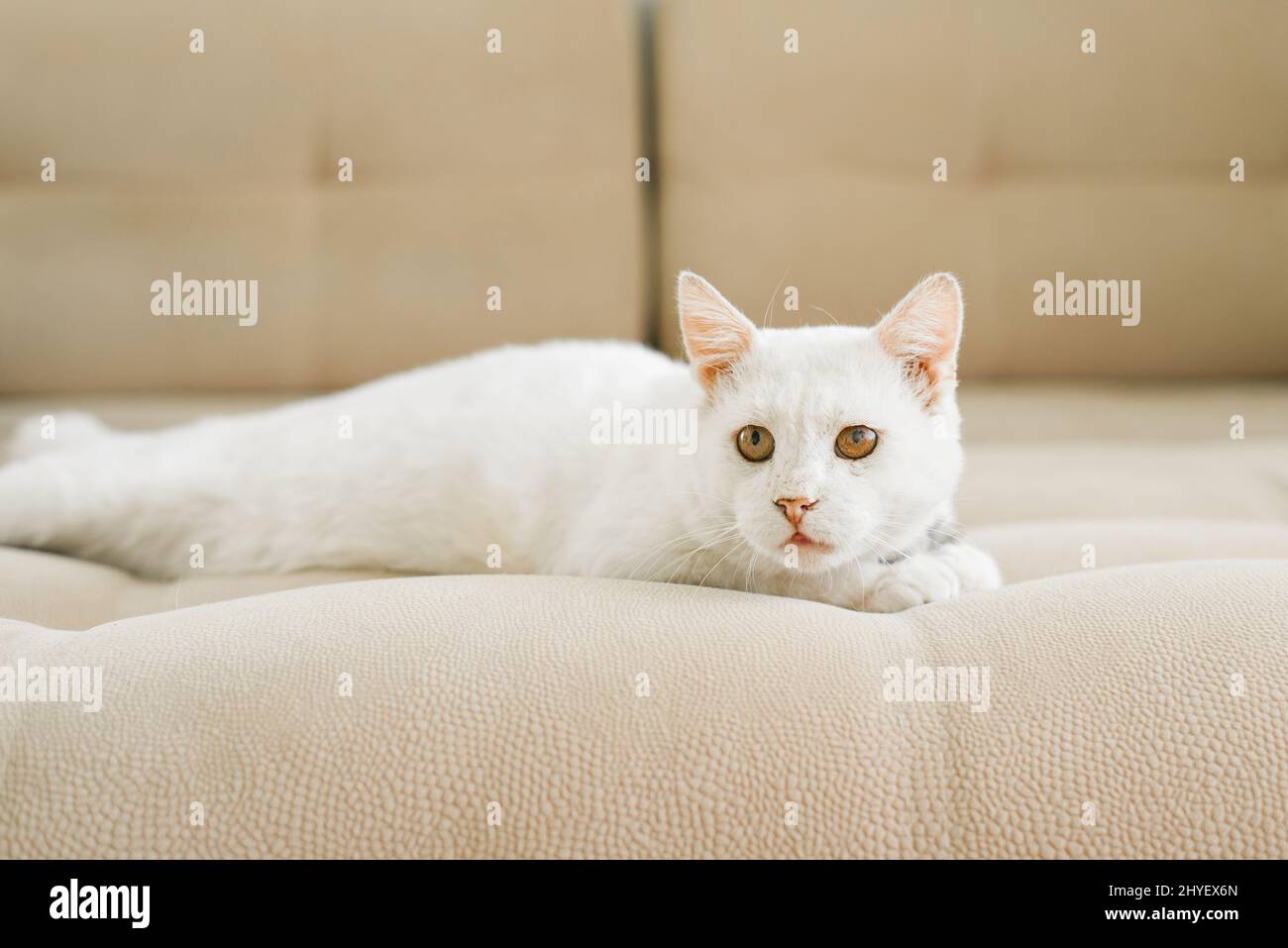 A white cat, who was sheltered with a sore eye, is lying on the couch ...