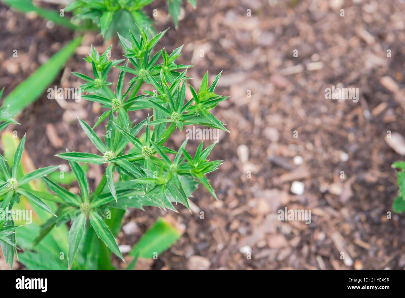 Eryngium foetidum plant with green seed pods end of the stems at ...