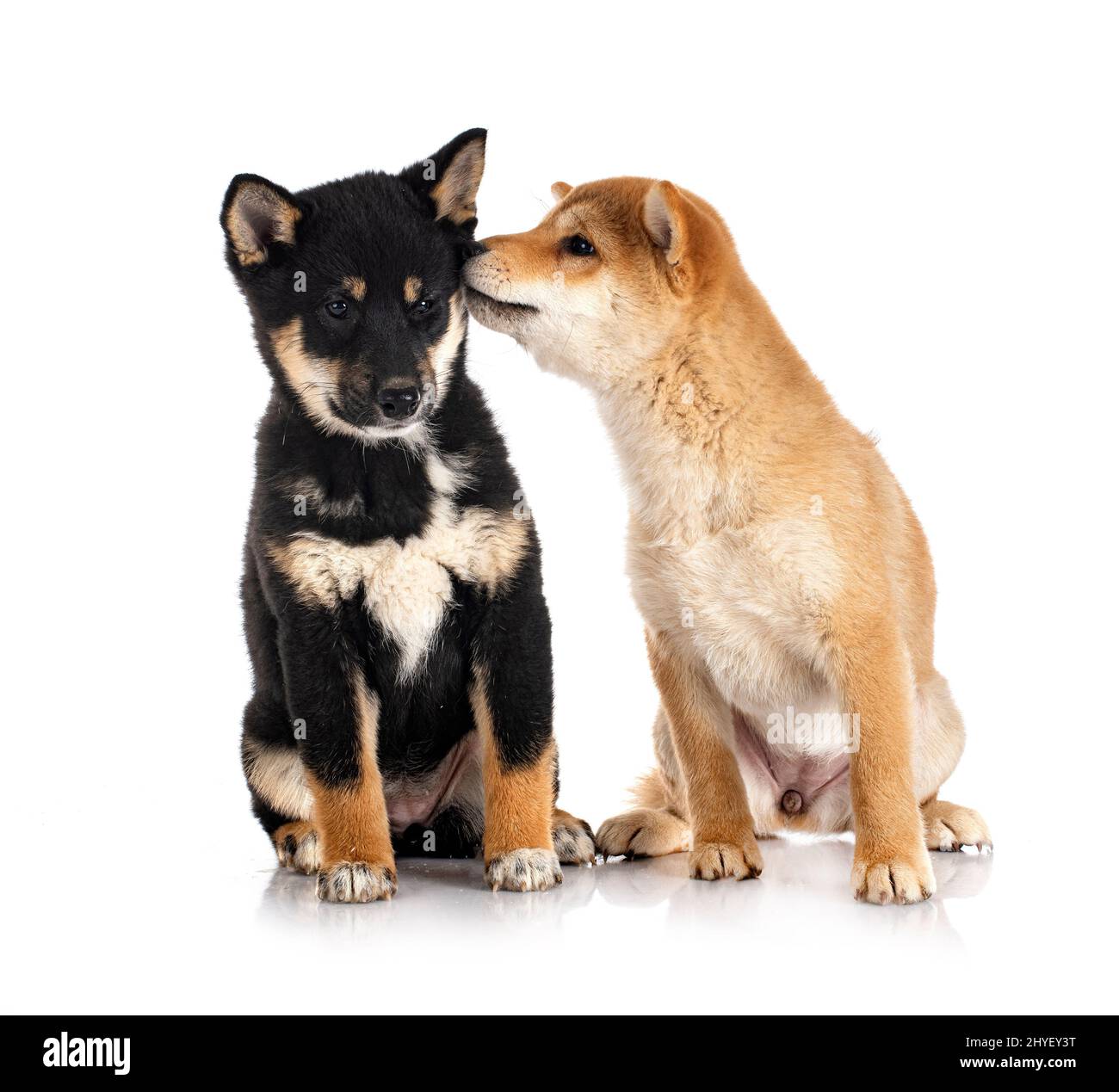 shiba inus in front of white background Stock Photo - Alamy