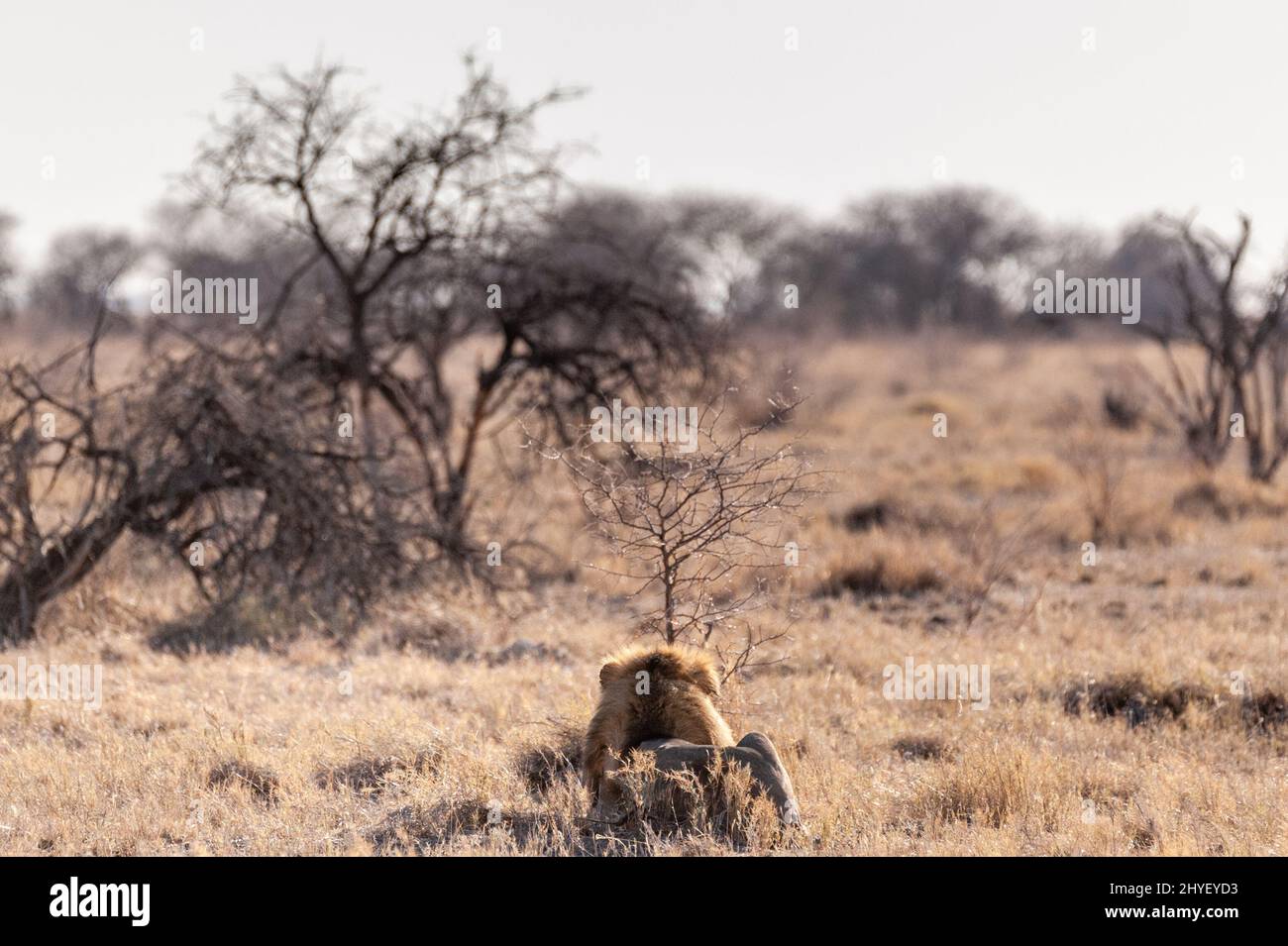 Impression of a Male Lion -Panthera Leo- resting on the plains of ...