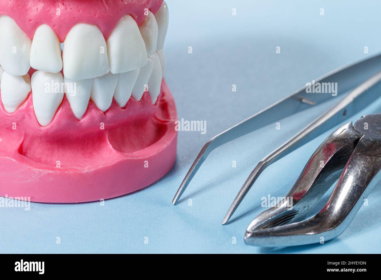 Layout of the human jaw, a forceps and a stainless steel dental tongs ...