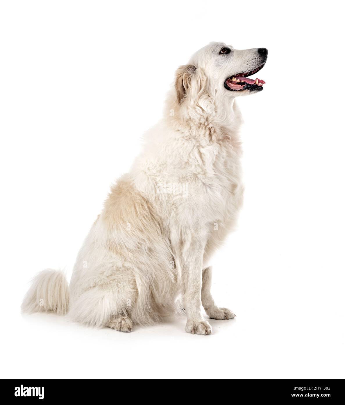 Chien des pyrenees hi-res stock photography and images - Alamy