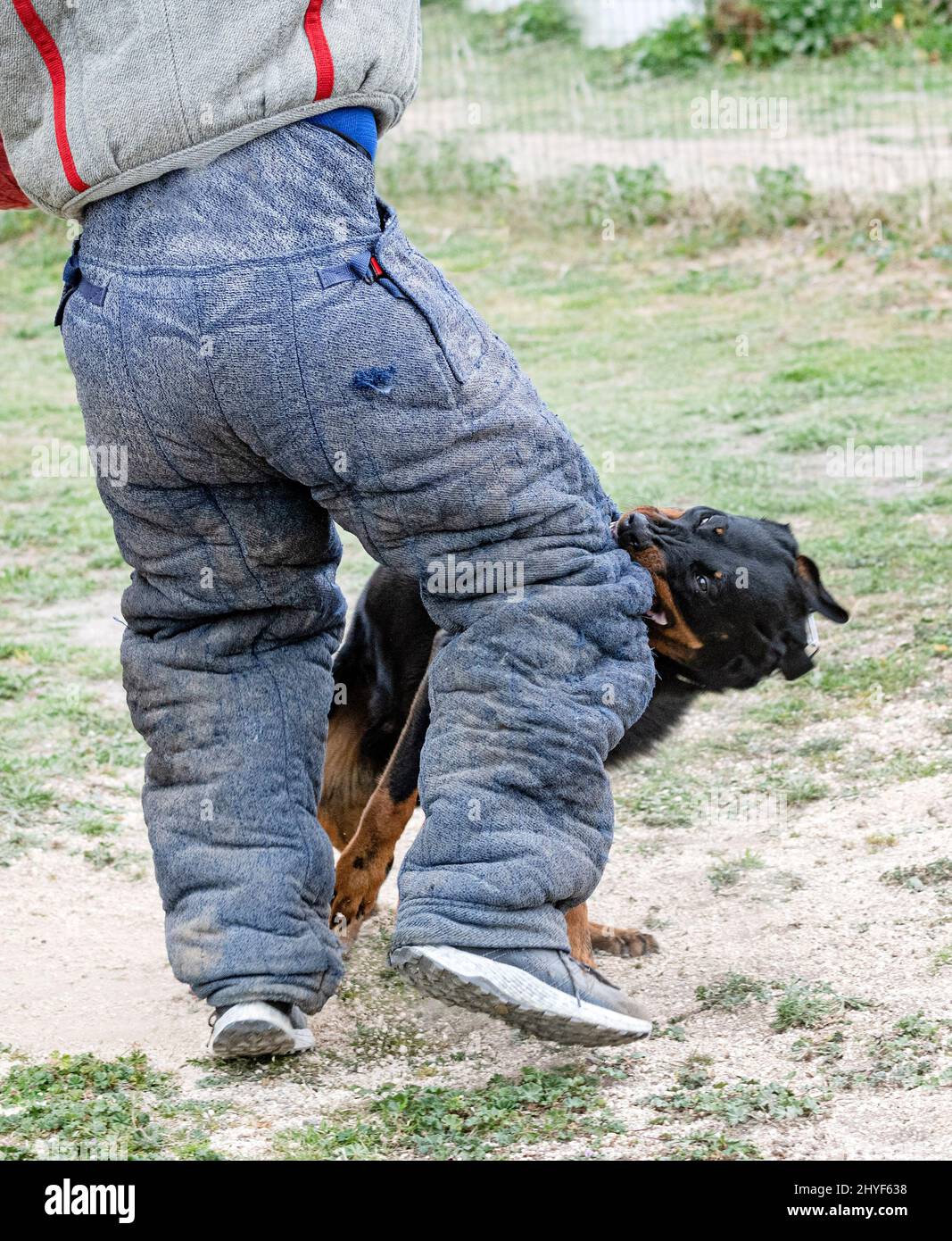sheepdog from Beauce training in the nature for security Stock Photo ...