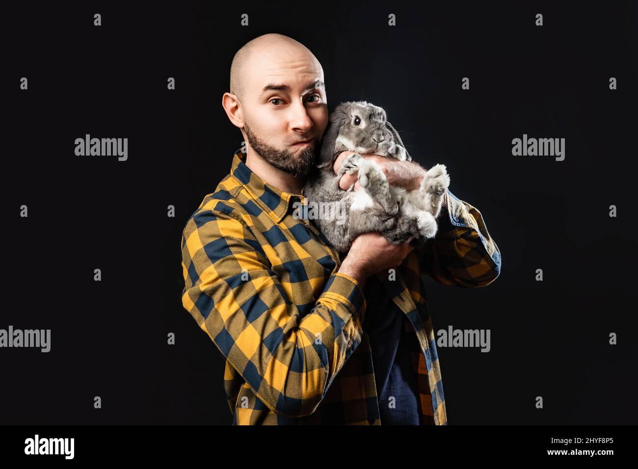 Portrait of a young funny bald bearded man is holding a cute fluffy lop ...