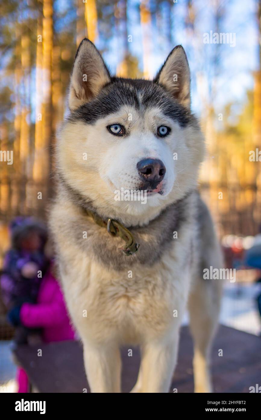 Are Siberian Huskies From Siberia