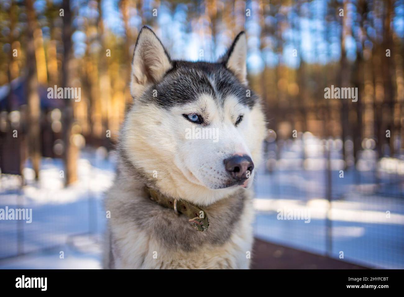 Portrait of gorgeous, cute and happy Siberian Husky dog standing in dog ...