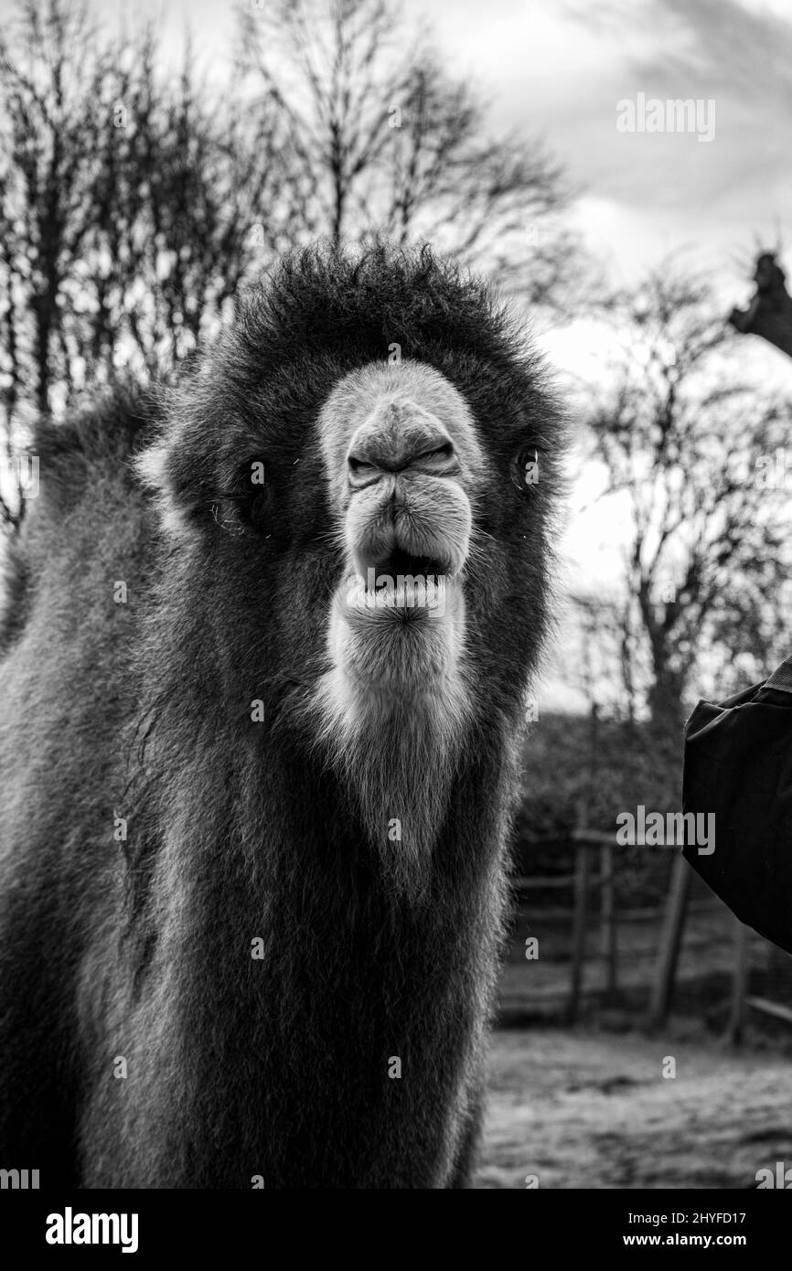 Vertical grayscale shot of portrait of camel at the zoo Stock Photo - Alamy
