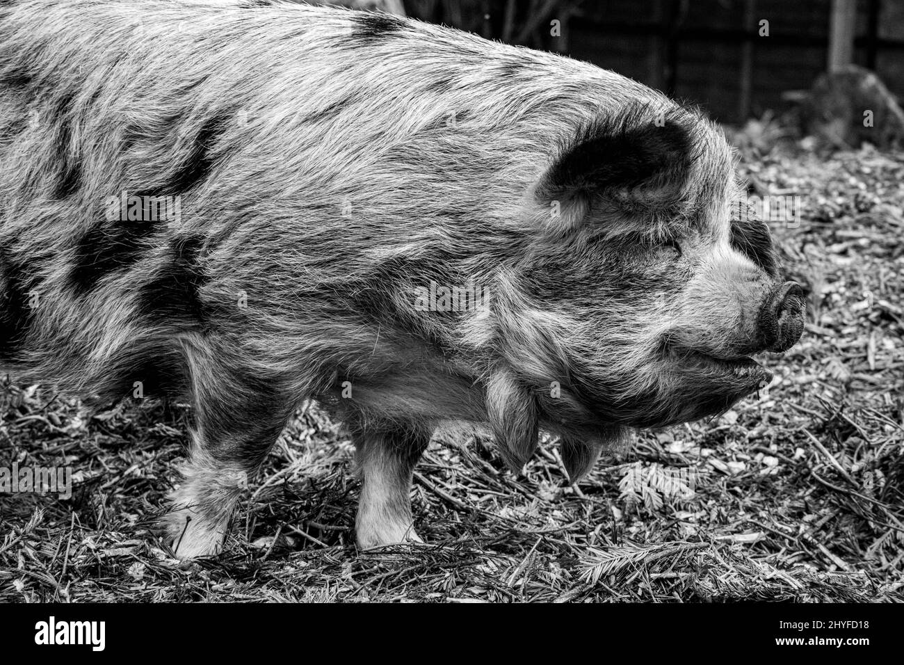 Grayscale furry pig at a zoo Stock Photo - Alamy