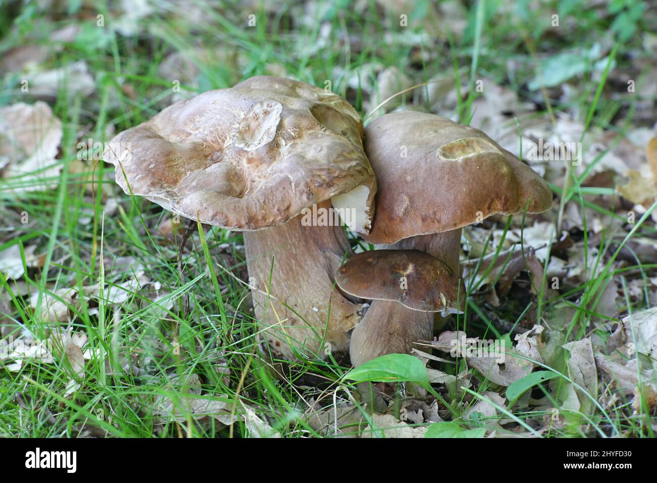 Boletus aestivalis, also called Boletus reticulatus, Summer Cep or ...